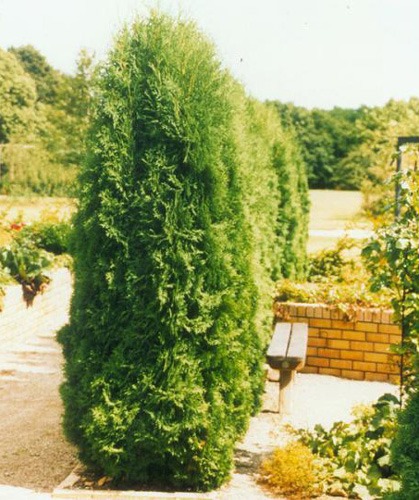 Thuja occ. Fastigiata CO | Hillis Planteskole