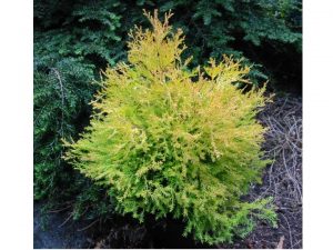 Thuja occ. Rheingold CO | Hillis Planteskole