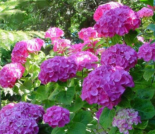 Hydrangea macrophylla Bouquet Rose CO | Hillis Planteskole