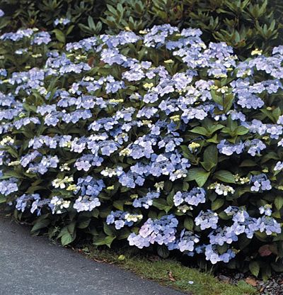 Hydrangea serrata Blue Bird CO | Hillis Planteskole