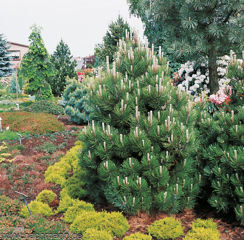 Pinus leucodermis Compact Gem CO | Hillis Planteskole