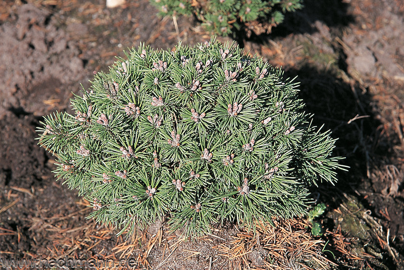 Pinus mugo Mini Mops CO 15/20 | Hillis Planteskole