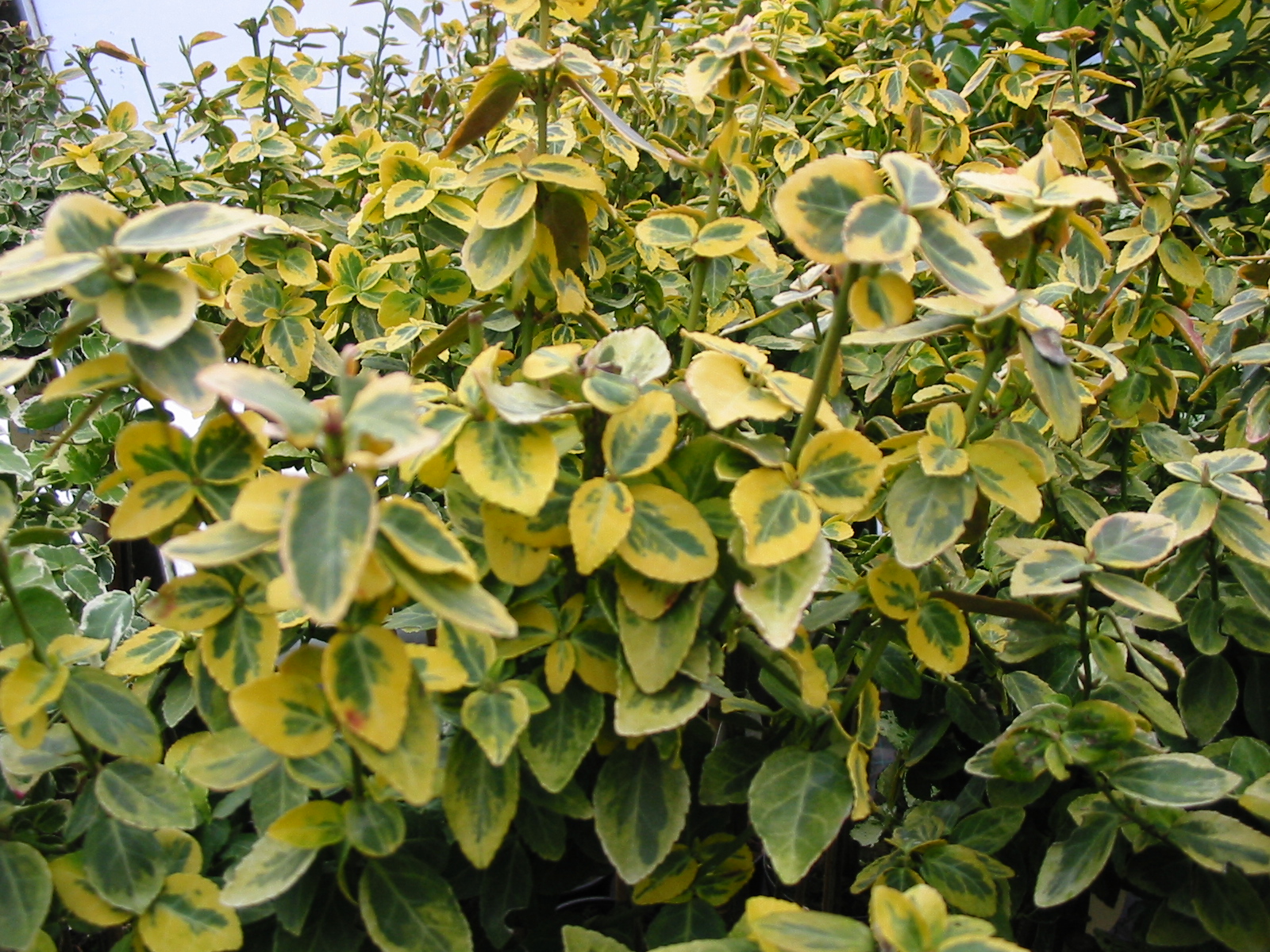 Euonymus fortunei Emerald Gold CO | Hillis Planteskole