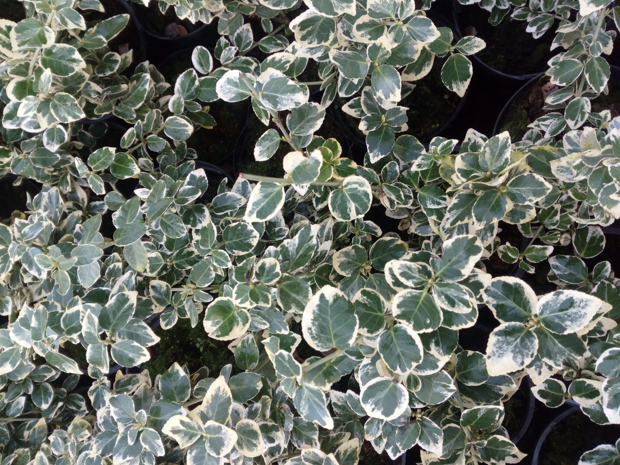 Euonymus fortunei Emerald Gaiety CO | Hillis Planteskole