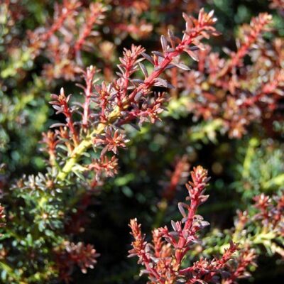 Podocarpus Arkiv | Hillis Planteskole