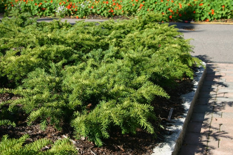 Taxus baccata Repandens CO | Hillis Planteskole
