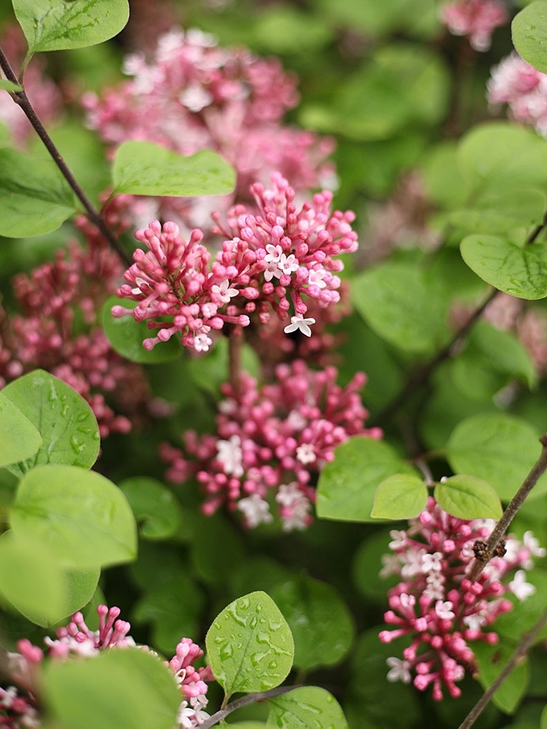 Syringa meyeri Red Pixie CO 30/40 | Hillis Planteskole