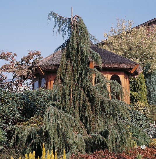 Juniperus com. Horstmanns Pendula CO 60/80 | Hillis Planteskole
