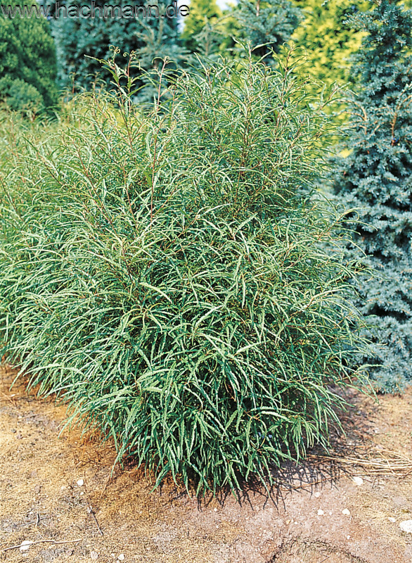 Rhamnus frangula Asplenifolia CO | Hillis Planteskole