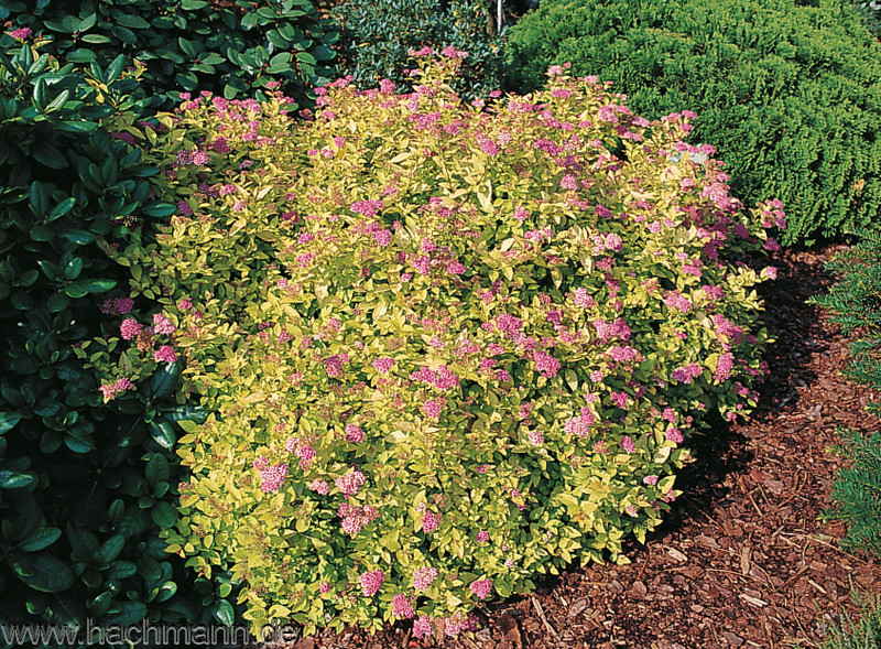 Spiraea japonica Golden Princess CO | Hillis Planteskole